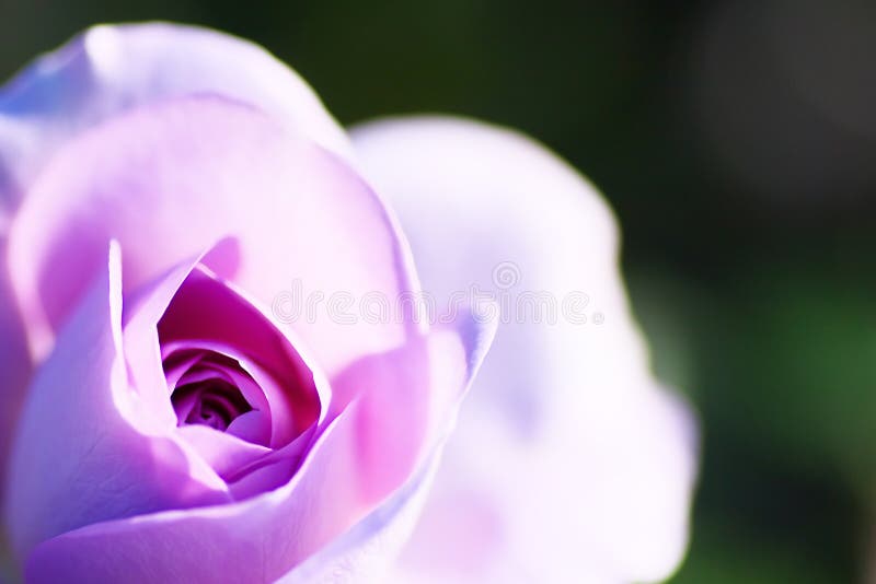Rose Blue Bayou stock image. Image of space, plant, blue - 98092087