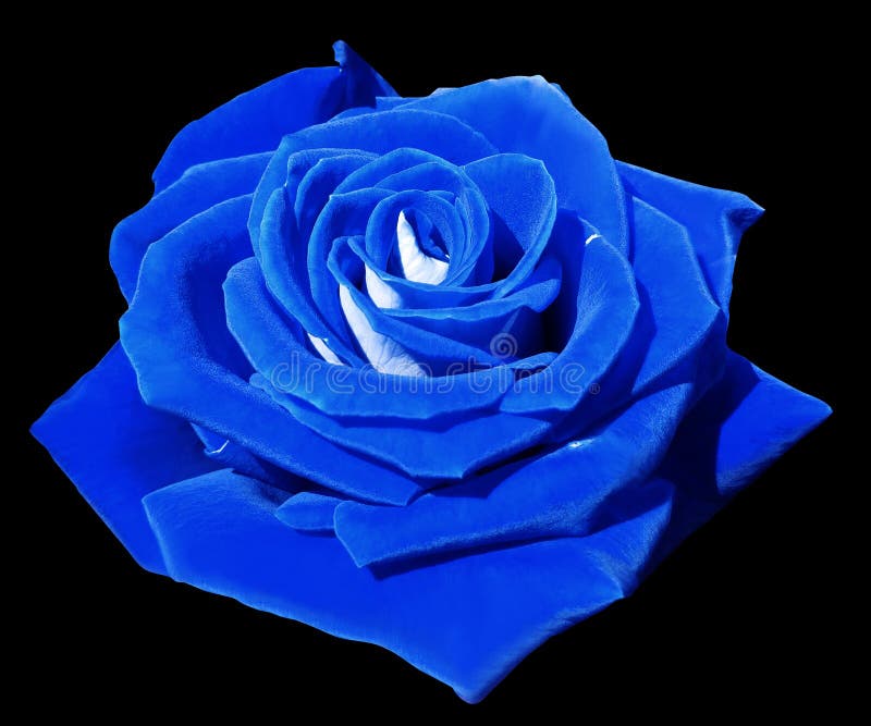 Rose Blue Flower on a White Isolated Background. Closeup Stock Image ...