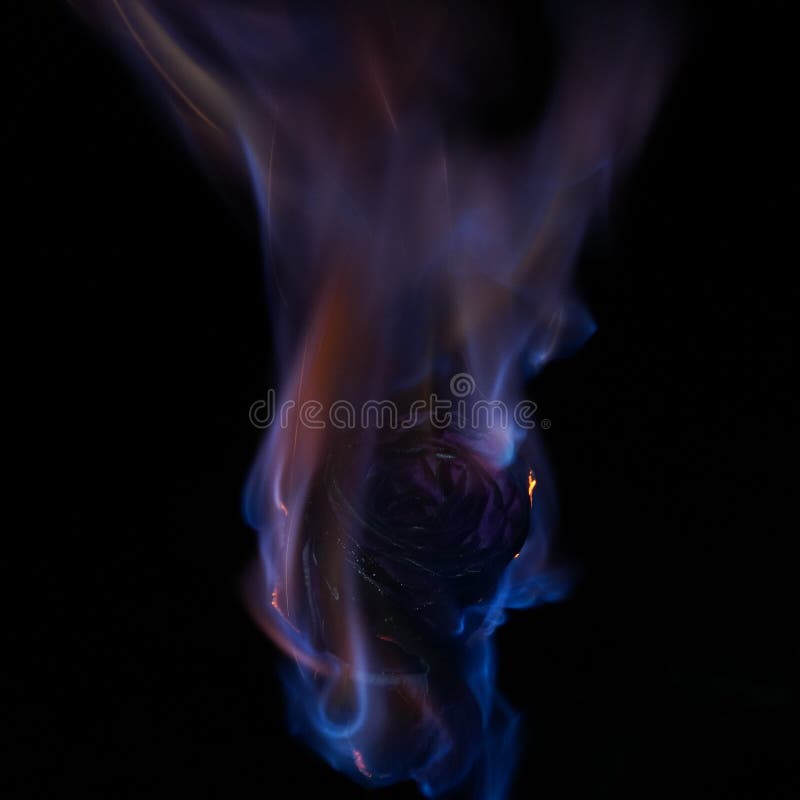 Rose on blue flame. stock photo. Image of background - 236614386
