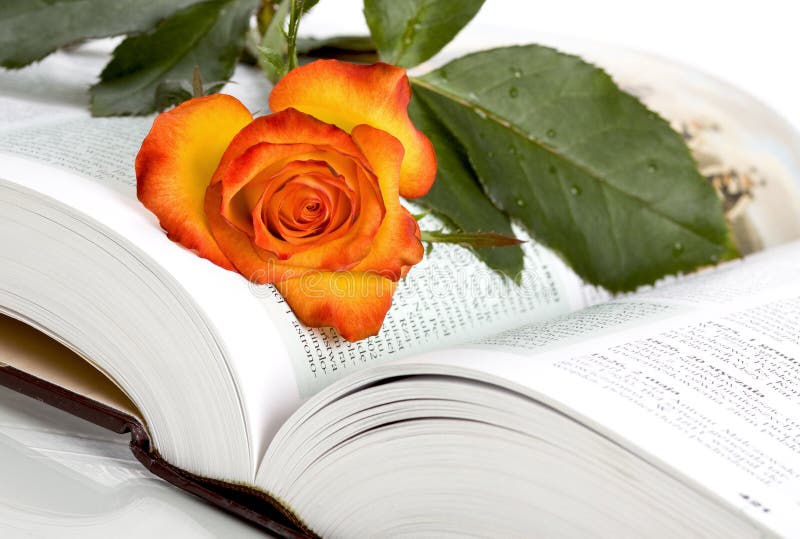 Rose and book stock photo. Image of paper, rose, nature - 16460584