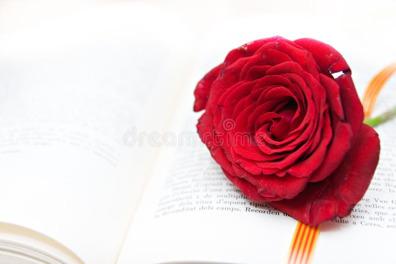 Rose and Book stock photo. Image of flower, petal, tradition - 18407662