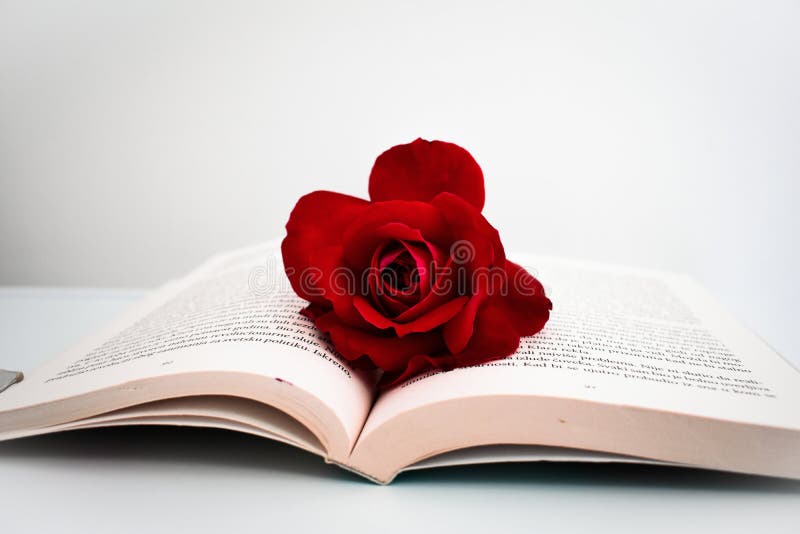 Rose on book stock image. Image of rose, brown, petal - 200427285