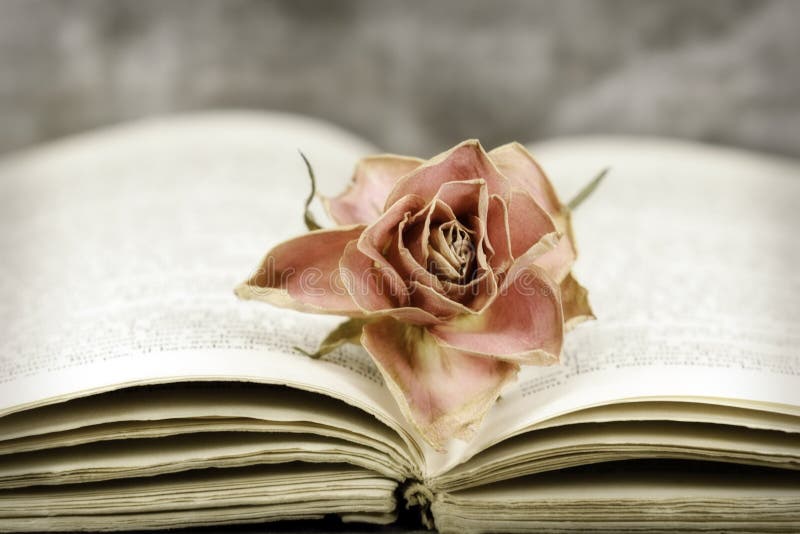 Rose and book stock image. Image of rose, faded, reading - 24123951