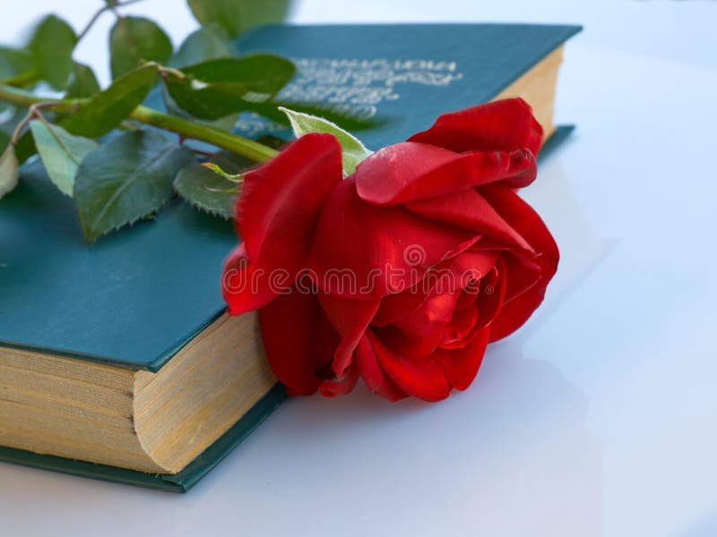 Rose on the book stock photo. Image of subtlety, fading - 66117602