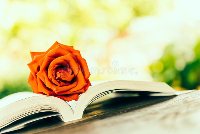 Rose on book stock image. Image of love, rosa, funeral - 50771135