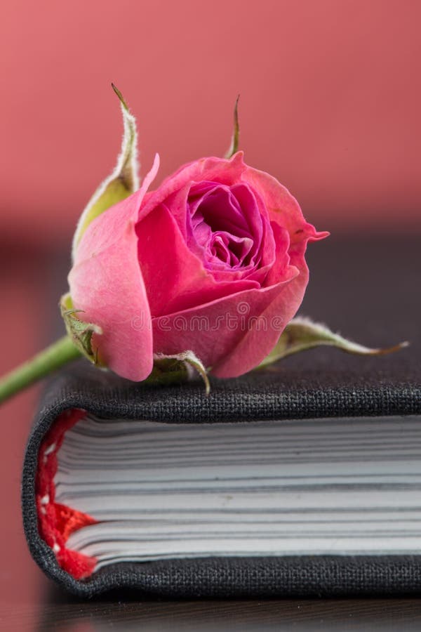 Rose&Books stock image. Image of writing, book, knowladge - 39927771