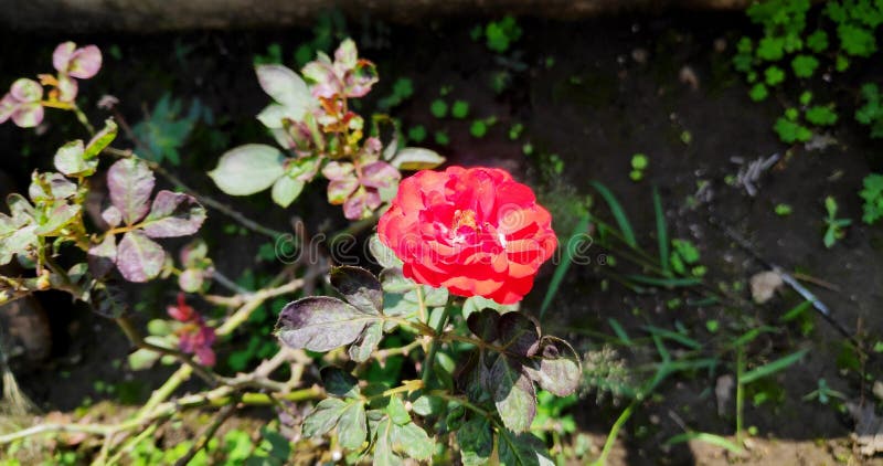 Rose Boom in Bright Daylight. Stock Image - Image of soil, leaf: 165578405
