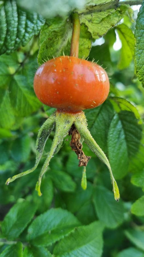 Rose bottom in the nature stock image. Image of fruit - 252038567