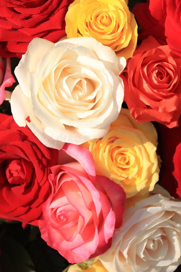 Rose Bouquet in Bright Colors Stock Image - Image of rose, flowers ...