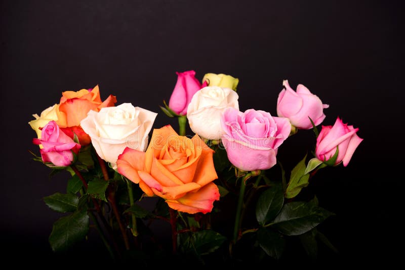 Rose Bouquet stock photo. Image of rose, nature, closeup - 39335796