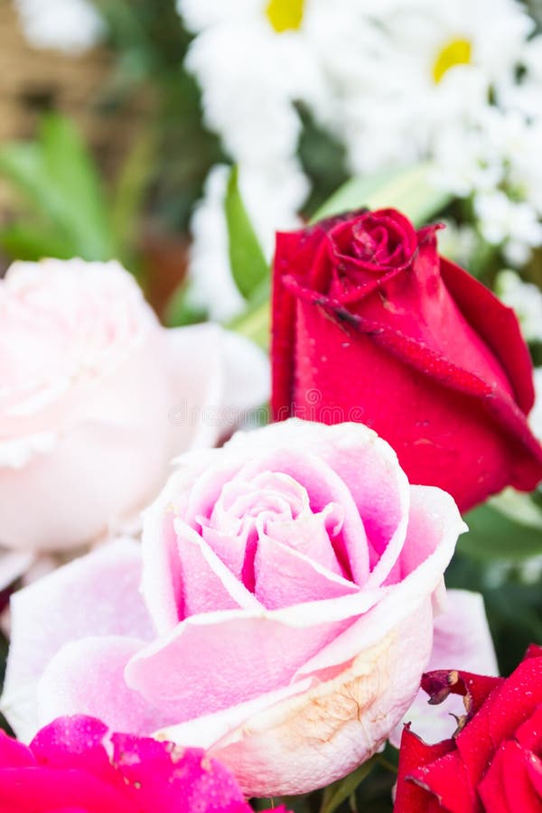 Rose Bouquet Using in Wedding Ceremony Side Perspective Stock Photo ...