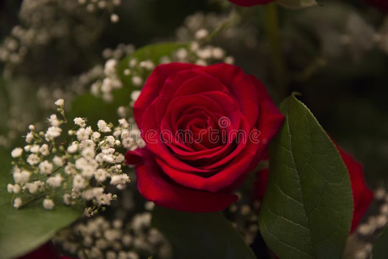 Rose bouquet stock image. Image of date, roses, flowers - 86202167