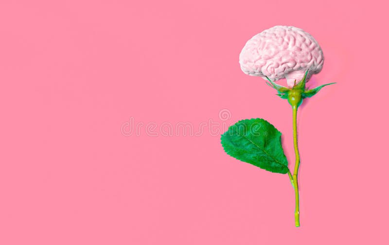 Rose with Brain Bloom on Pink Background Stock Photo - Image of therapy ...