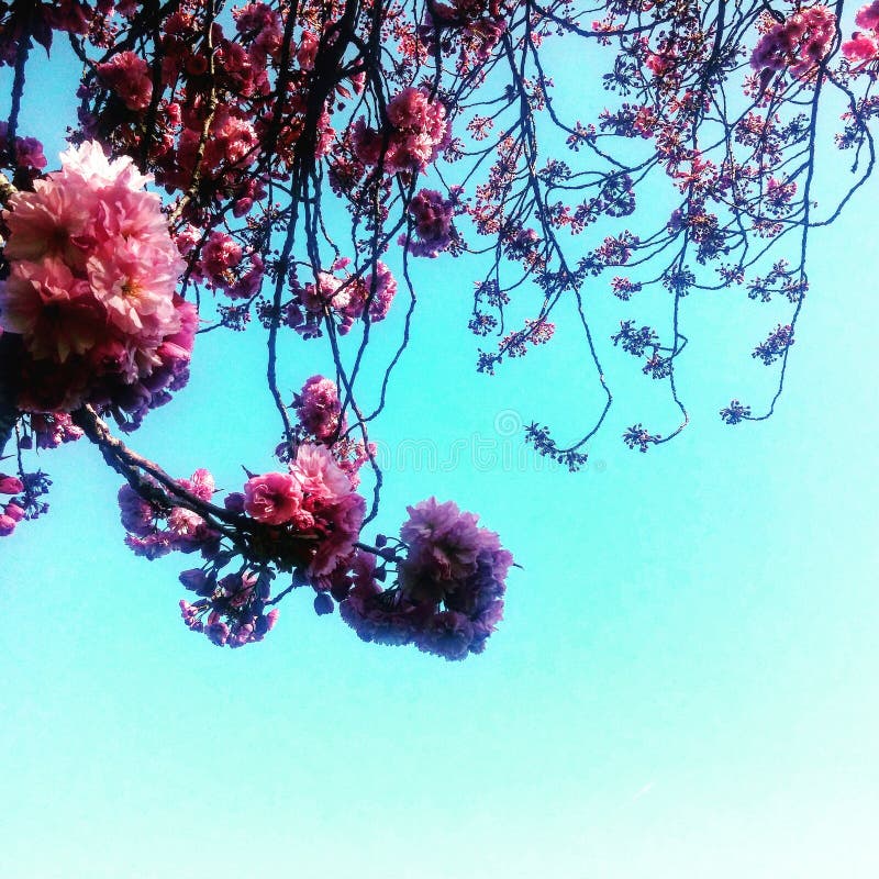 Rose branch stock image. Image of amazing, rose, branch - 70400701