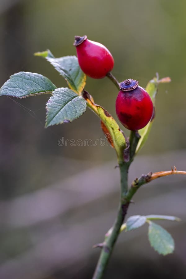 .a Rose Branch with Rose Hips Stock Image - Image of diplocarpon ...