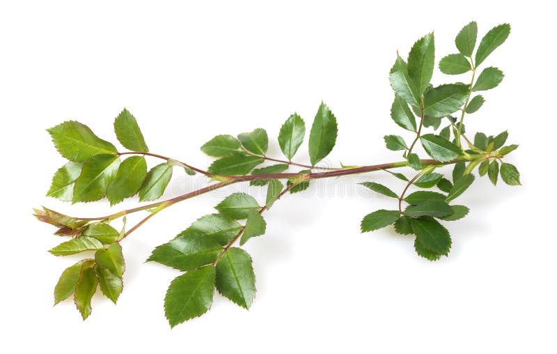 Rose branch stock image. Image of branch, bunch, small - 40155567