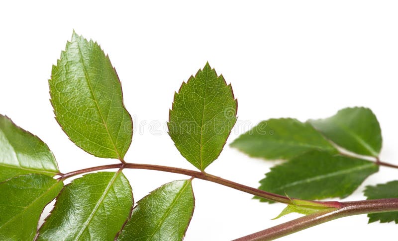 Rose branch stock image. Image of sprig, isolated, inflorescence - 40155669