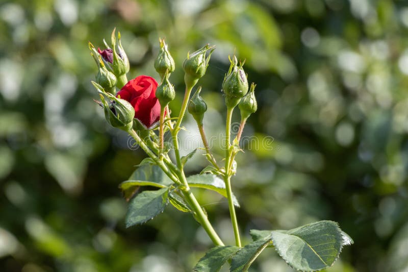 Rose branch with red bud stock photo. Image of insect - 272424880