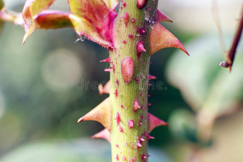Rose Branch and Red Thorns on it, Macro Selective View, Natural ...