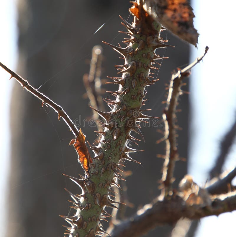 Rose Branch with Sharp Thorns Stock Image - Image of protection, sting ...