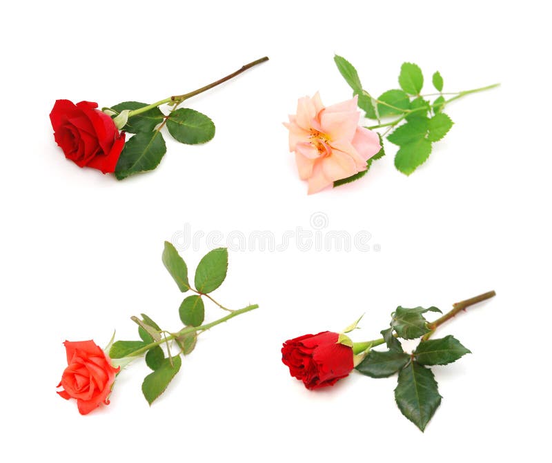 Rose branches stock photo. Image of anniversary, four - 30670922