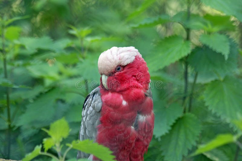 Rose-breasted cockatoo stock image. Image of animal, rose - 19501629