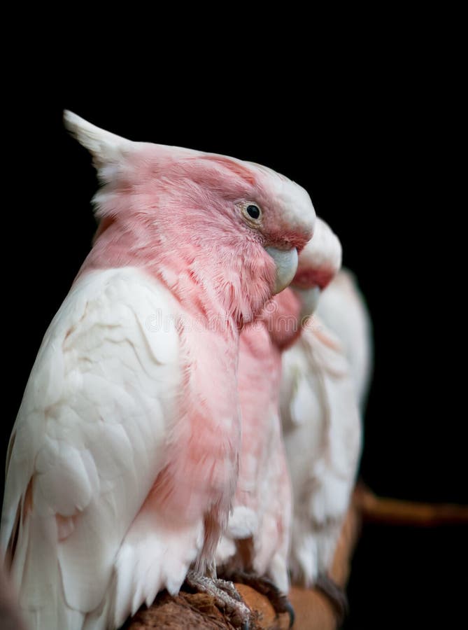 Rose-Breasted Cockatoo stock photo. Image of islands - 26744532
