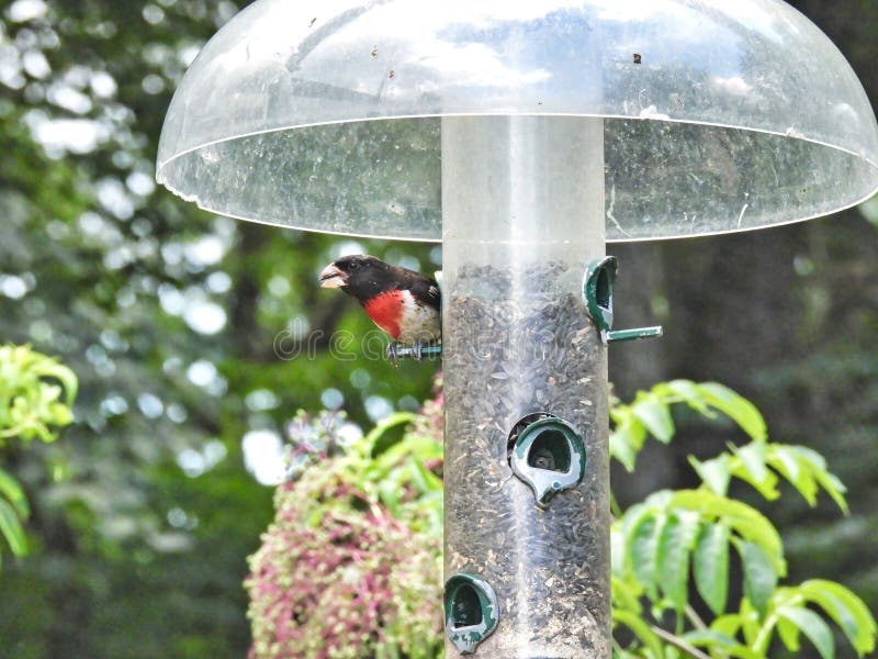 Rose-Breasted Grosbeak at a Bird Feeder Stock Photo - Image of beak ...