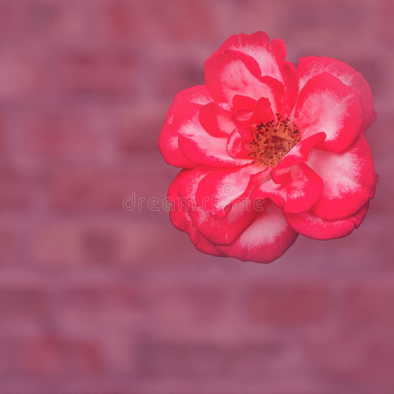 Rose on a Brick Wall Background Stock Photo - Image of creativity ...