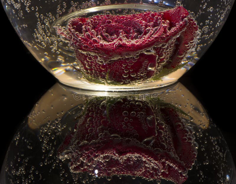 Rose with bubbles in water stock image. Image of green - 50995921