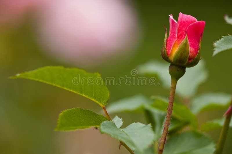 Rose bud stock photo. Image of thorn, summer, colour - 11479196