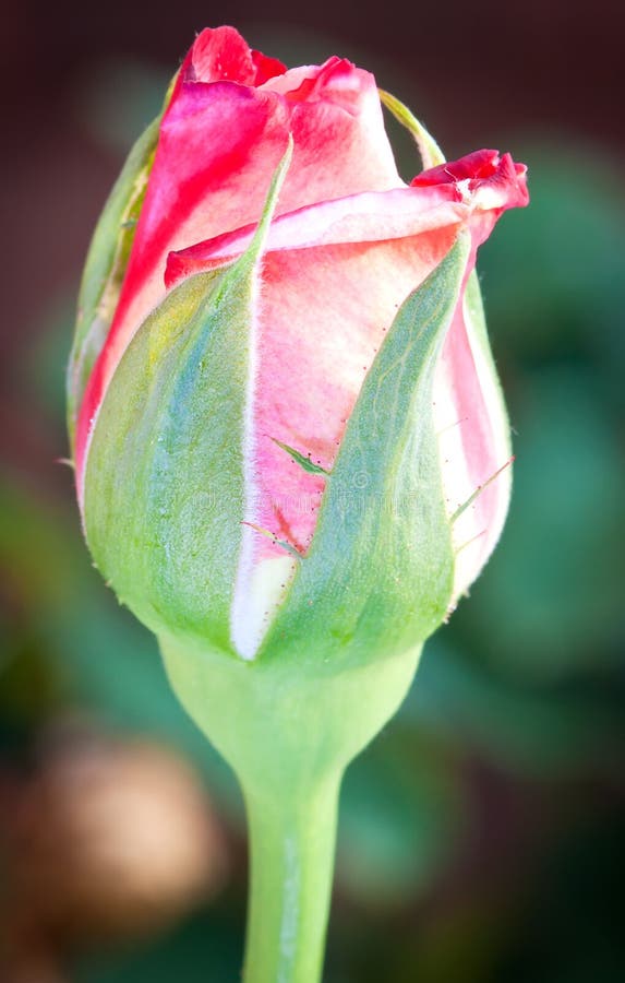 Rose bud stock image. Image of bloom, nature, bouquet - 15486959