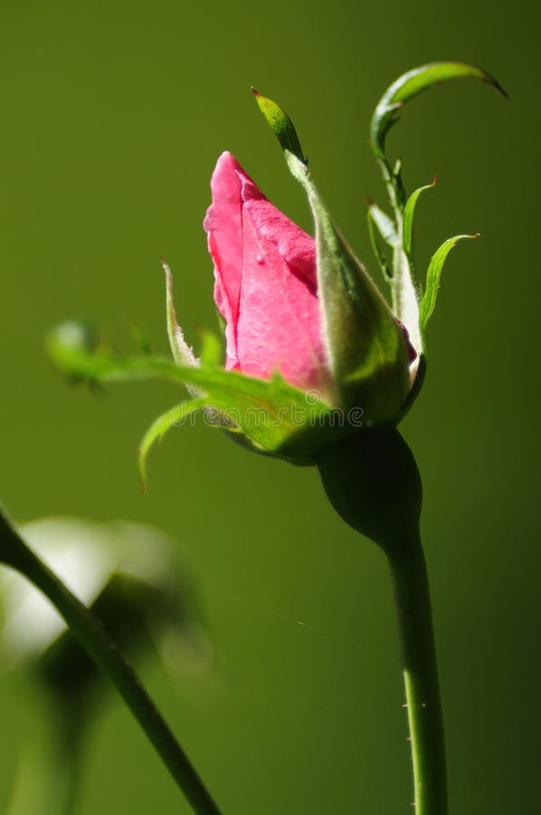 Rose Bud stock photo. Image of nature, kernel, florescence - 16610370