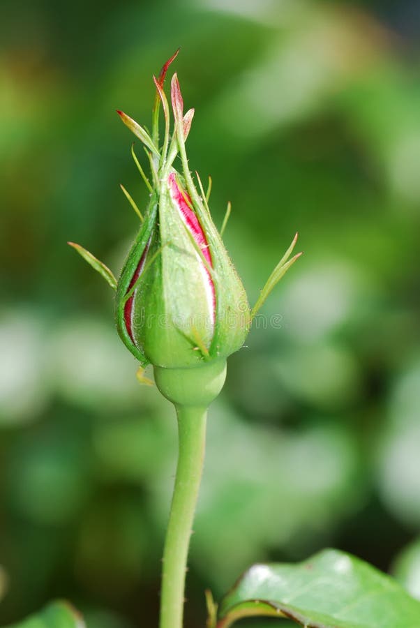 Rose bud stock photo. Image of closeup, closed, spring - 5575548