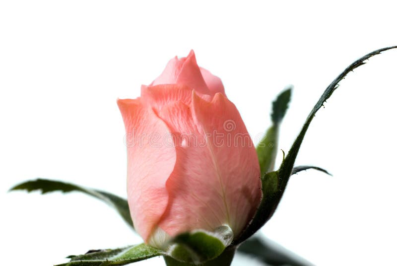 152,947 Rose Bud Photos - Free & Royalty-Free Stock Photos from Dreamstime