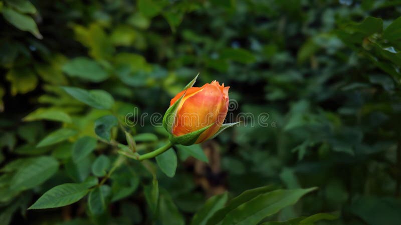 Rose Bud on a Background of Green Leaves Stock Photo - Image of ...