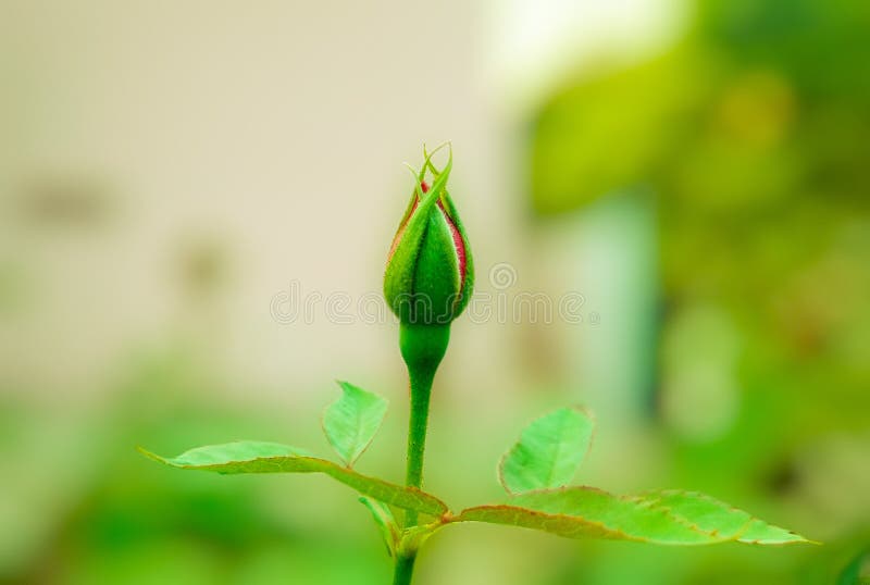 Rose Bud stock image. Image of blur, leaf, rose, closeup - 129709071