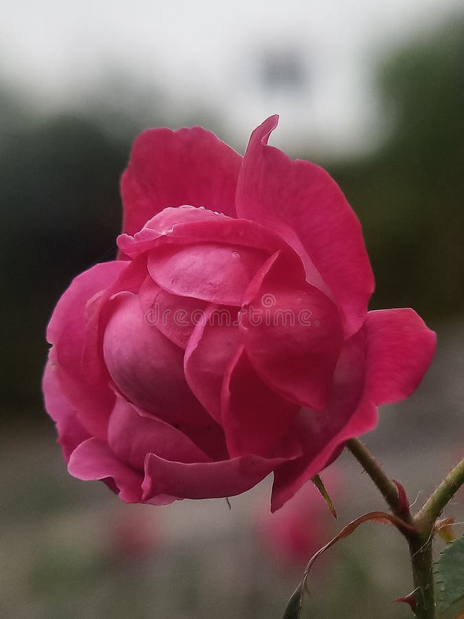 Rose Bud in Blooming Progress with Blurry Background Stock Image ...