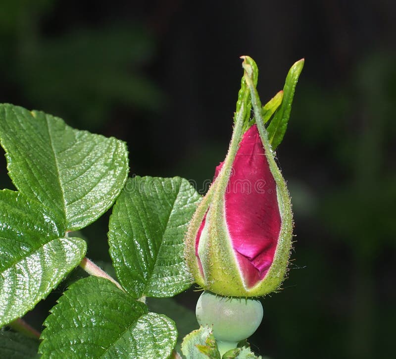 Rose Bud stock photo. Image of bush, hardy, vegetation - 55624970