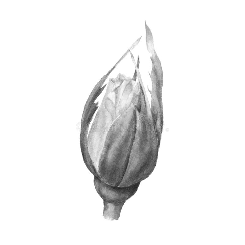 Rose Bud. Hand-drawn Black and White Botanical Illustration Stock Image ...