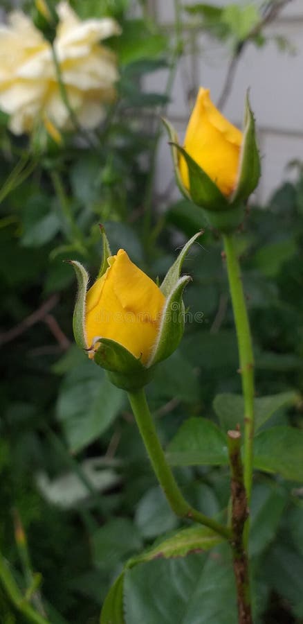 The Rose Bud Has Not Bloomed yet Stock Photo - Image of shrub ...