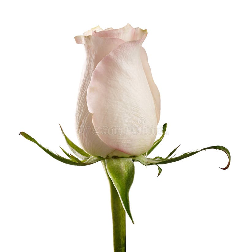 Rose Bud Isolated White Background. Stock Photo - Image of floral ...