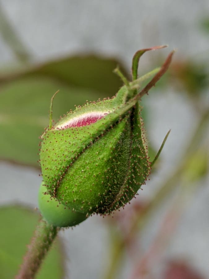 Rose Bud Macro Shot stock photo. Image of insect, branch - 182034728