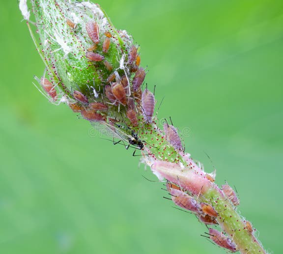 Rose bud with plant lice stock image. Image of copyspace - 19093999