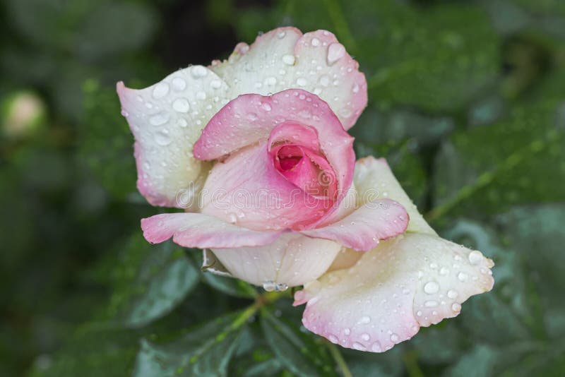 A rose bud stock image. Image of rose, butten, rain - 223110295