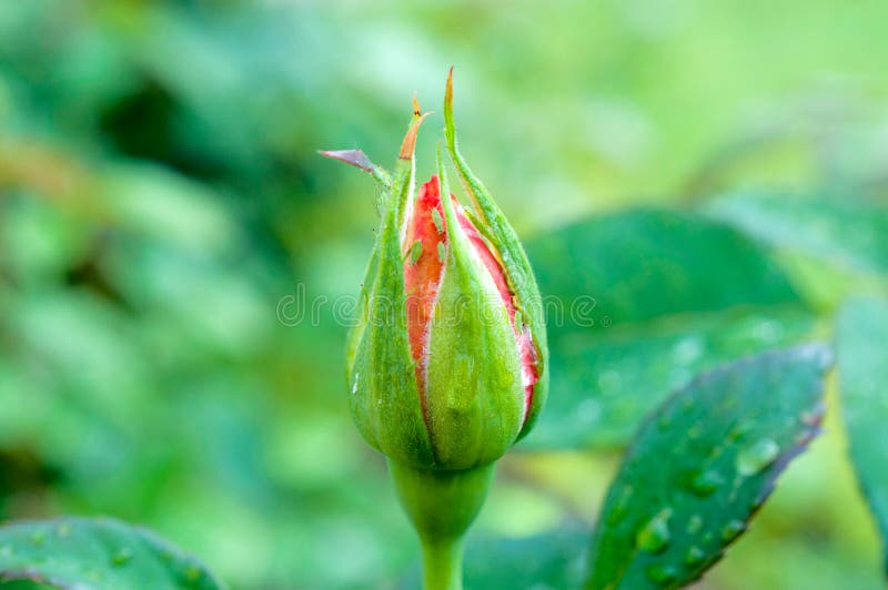 Rose bud stock photo. Image of beauty, leaf, beautiful - 30898564