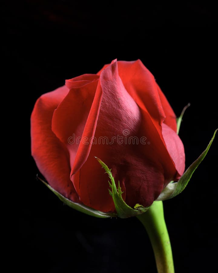 Rose Bud stock photo. Image of budn, rose, nature, floral - 73352054