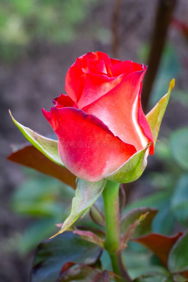 Rose Bud on a Stem with a Garden on the Background. Stock Photo - Image ...