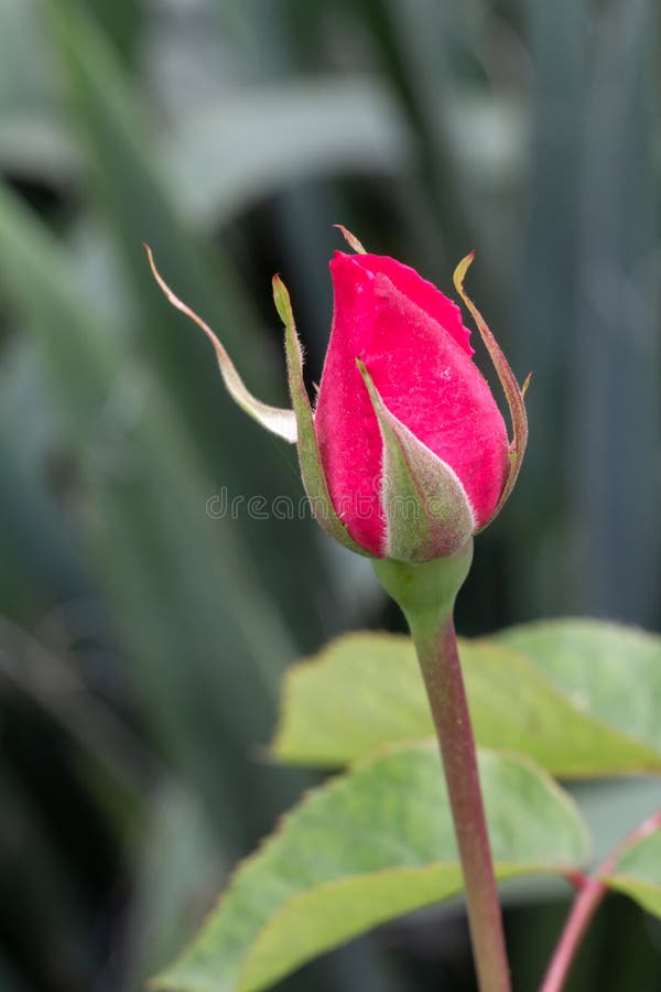 Rose Bud on a Stem with Leaves on the Background. Stock Photo - Image ...