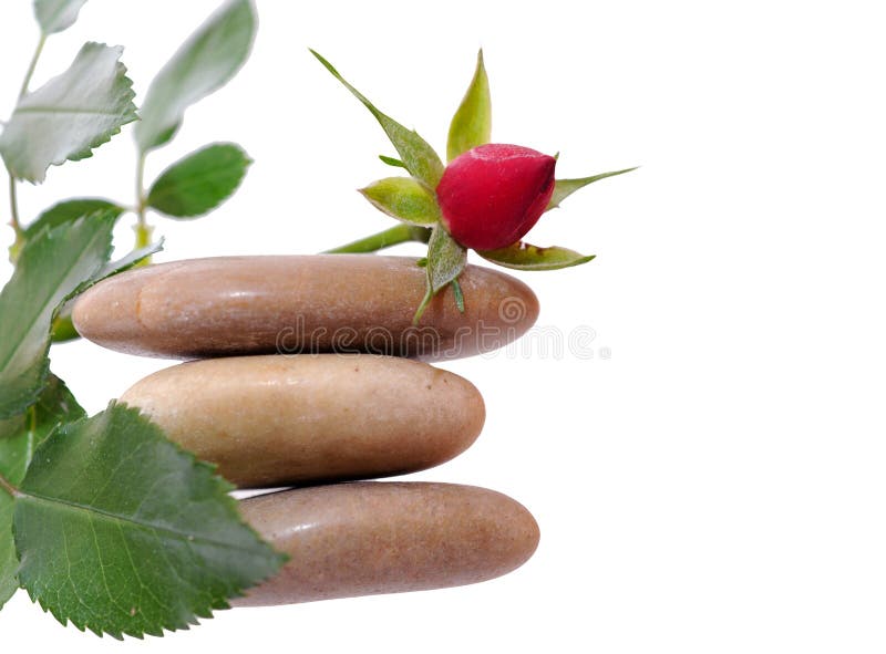 Rose Bud and Stone Isolated Stock Image - Image of concept, care: 27749563